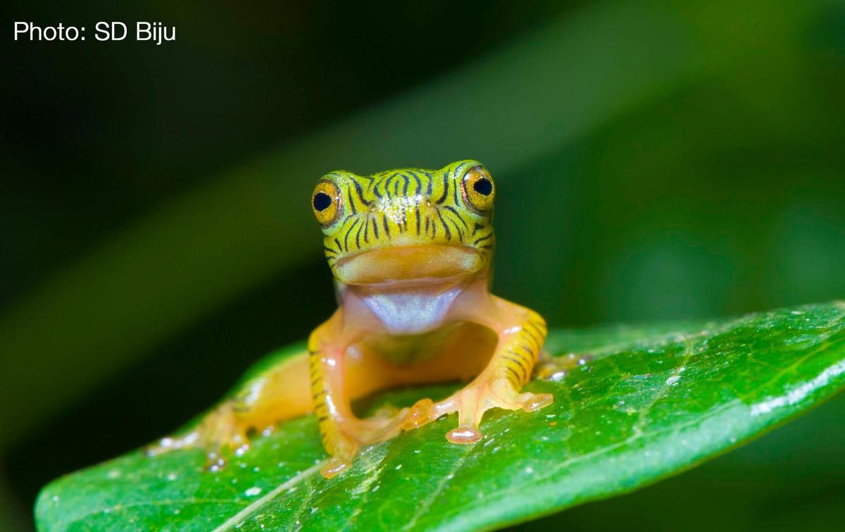 77 frog species in Kerala staring at extinction, warns “Frog Man” - The ...