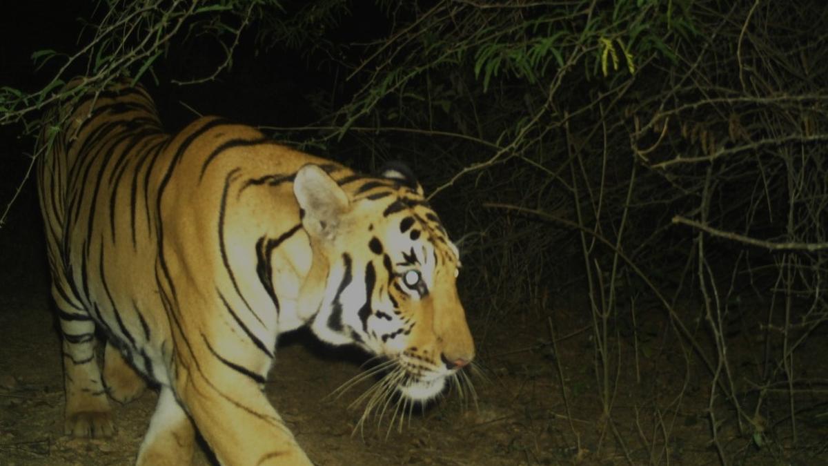 Male tiger enters Kovvada Reserve Forest after walking over 100 ...