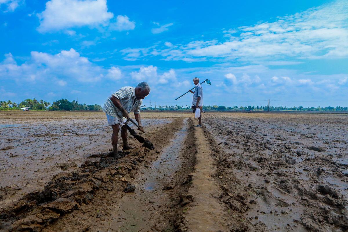 Paddy farming at a crossroads in Kerala - The Hindu