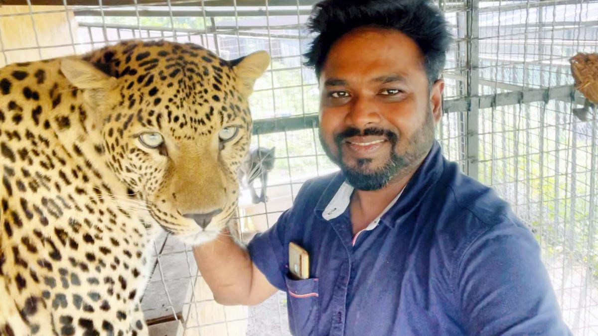Indian doctor appeals to govt. to rescue his pet jaguar and panther ...