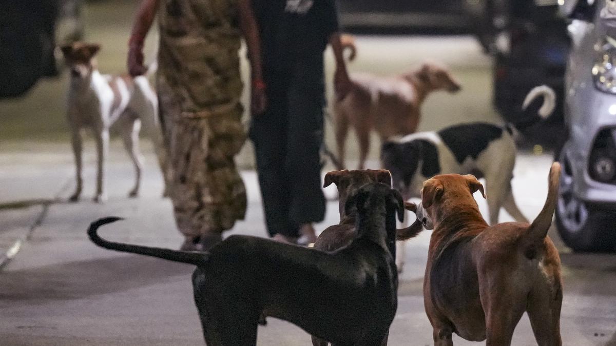 Five-year-old admitted to hospital after being mauled by stray dog in ...