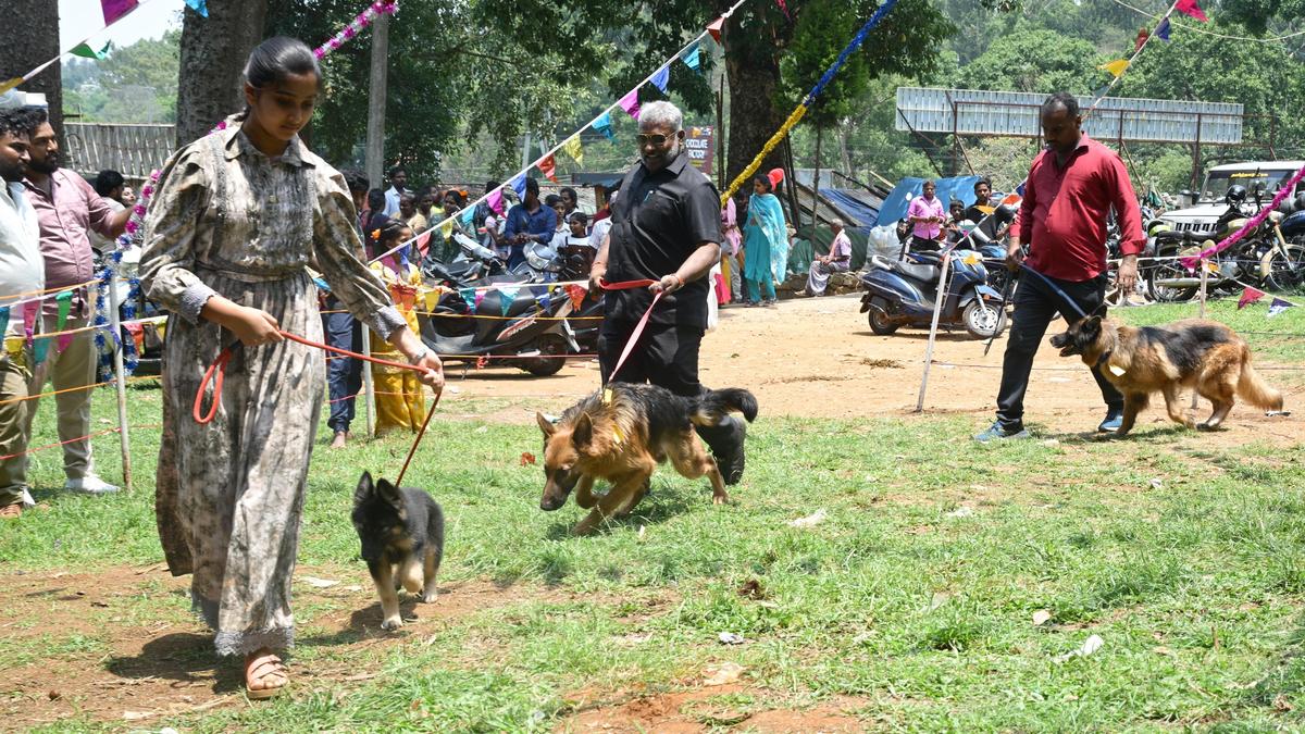 Excitement eclipses intense heat at Yercaud summer festival - The Hindu