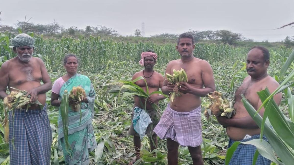 T.N. committee studies wild boar culling in Kerala to curb raiding of ...