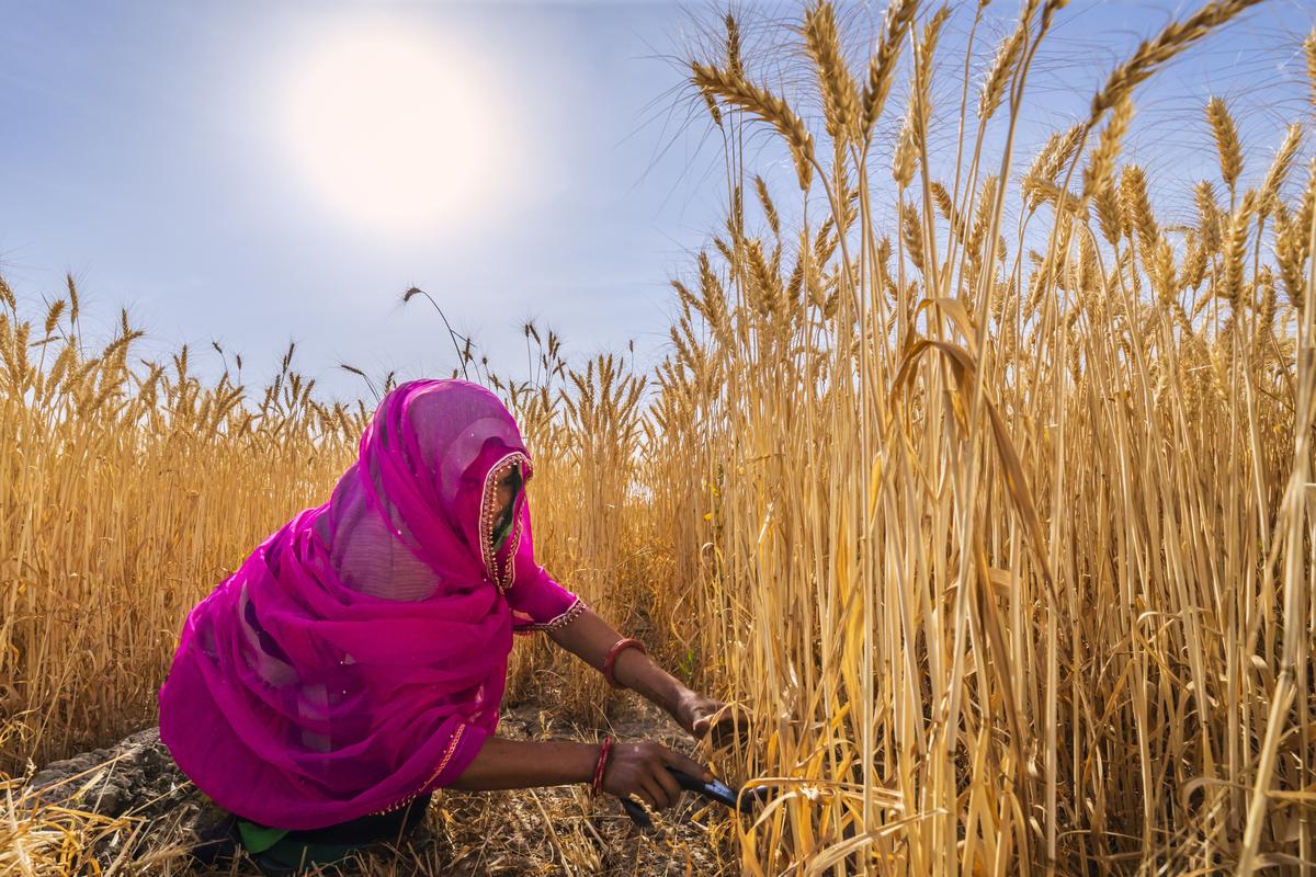 Review of Surinder S. Jodhka’s The Indian Village: Invisible India ...