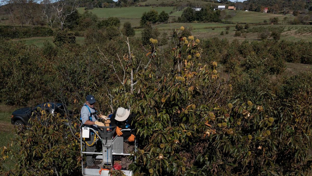 For blight-ridden American chestnut tree, rebirth may be in offing ...