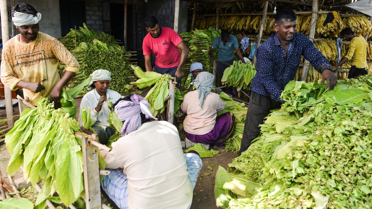 Andhra Pradesh farmers upbeat as tobacco fetches record prices during e ...