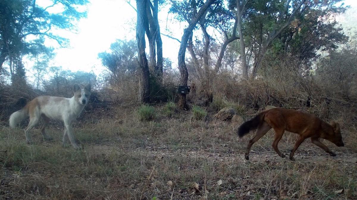 Albinism in wild dog documented at Cauvery Wildlife Sanctuary - The Hindu