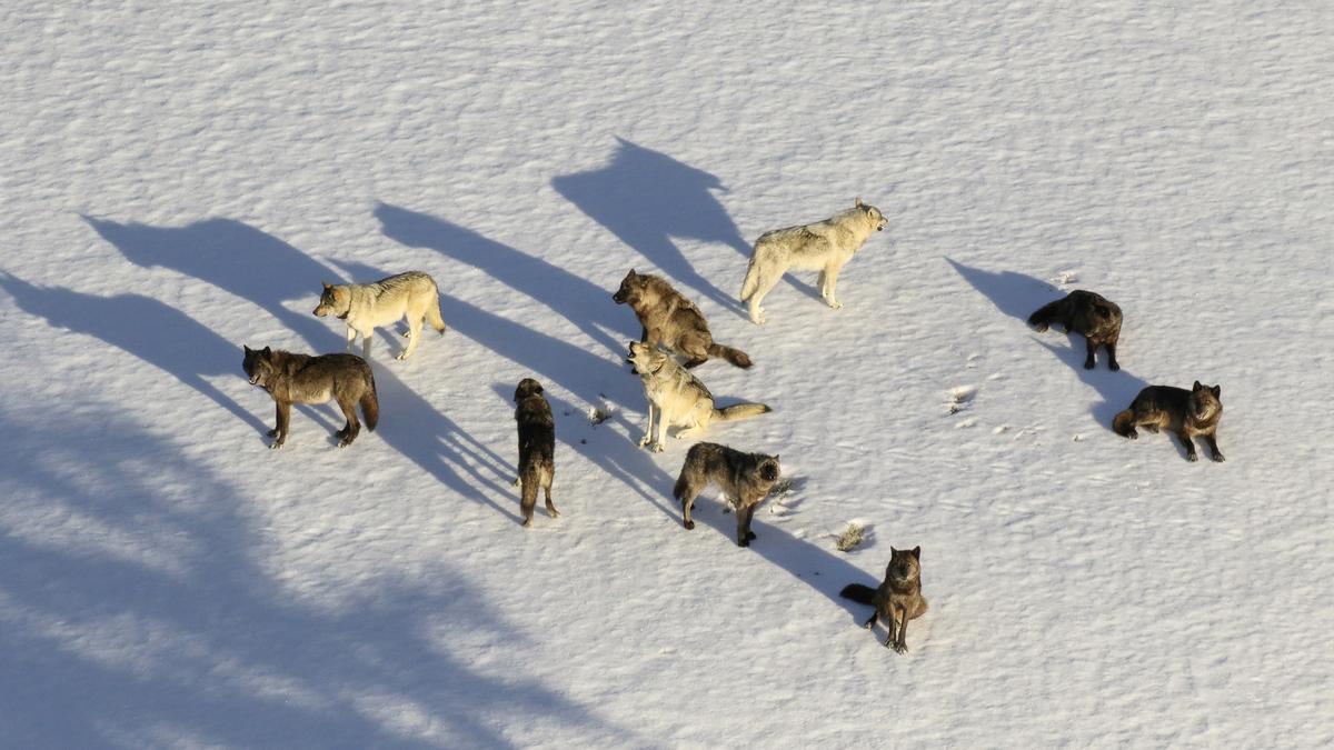 Scientists track longest wolf trek across Europe through its droppings ...
