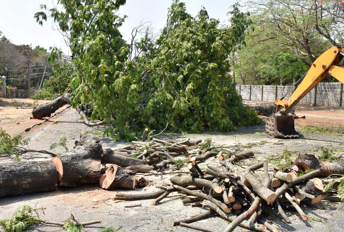 mysore trees cut
