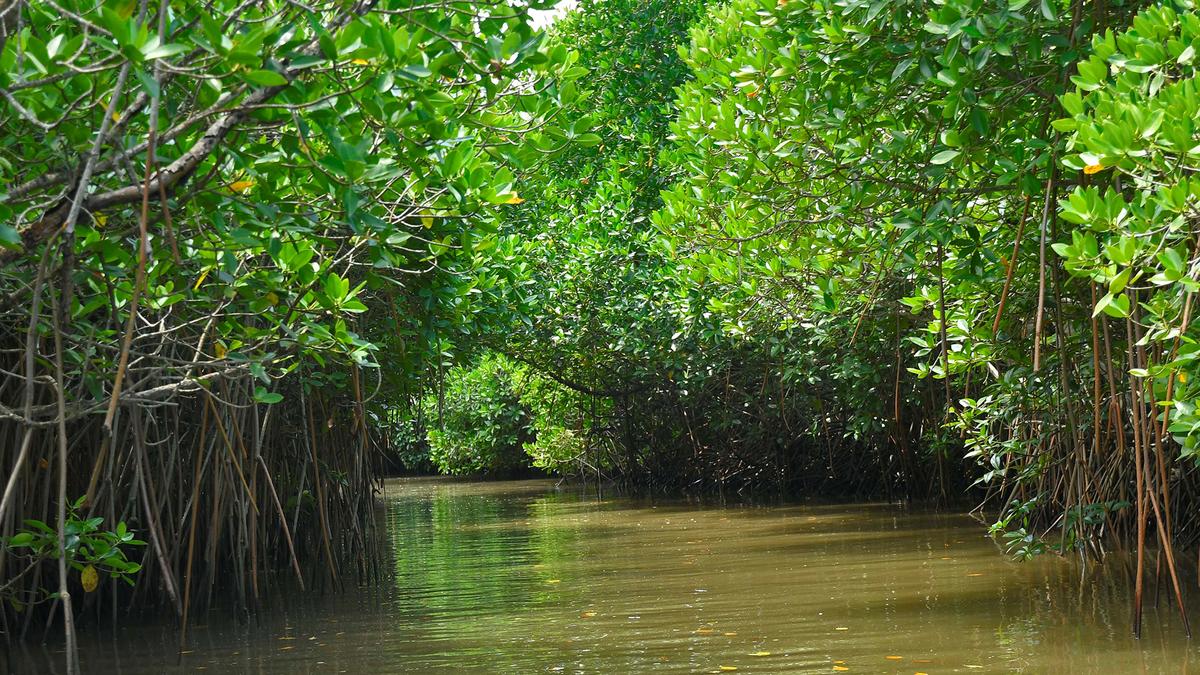 India adds five more Ramsar sites, ups tally to 54 - The Hindu