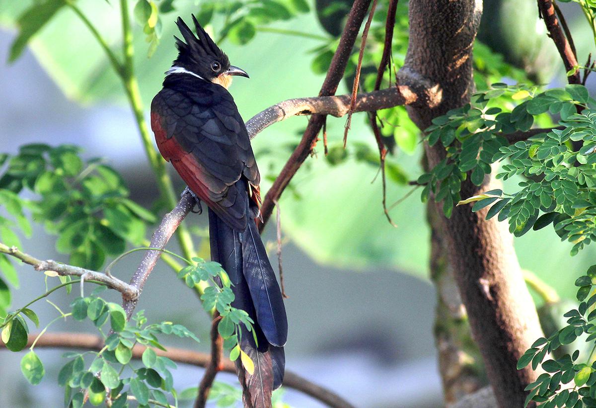 Now the chestnut-winged cuckoo has more pit stops in and around Chennai ...