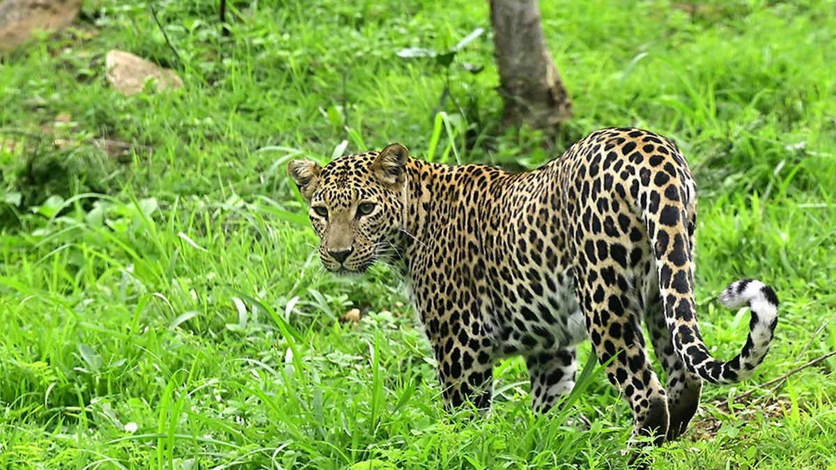 Students adopt Indian Leopard at Bannerghatta Biological Park in ...