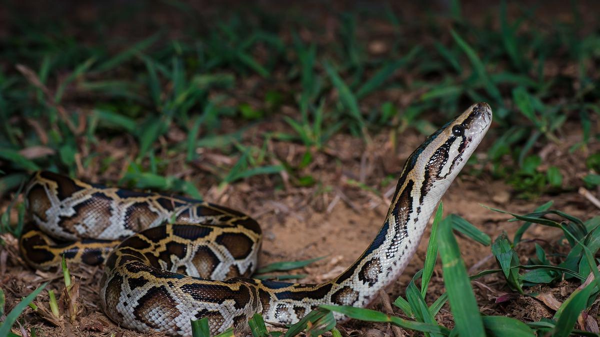 Climate change making Burmese python spread westward in India: Study ...
