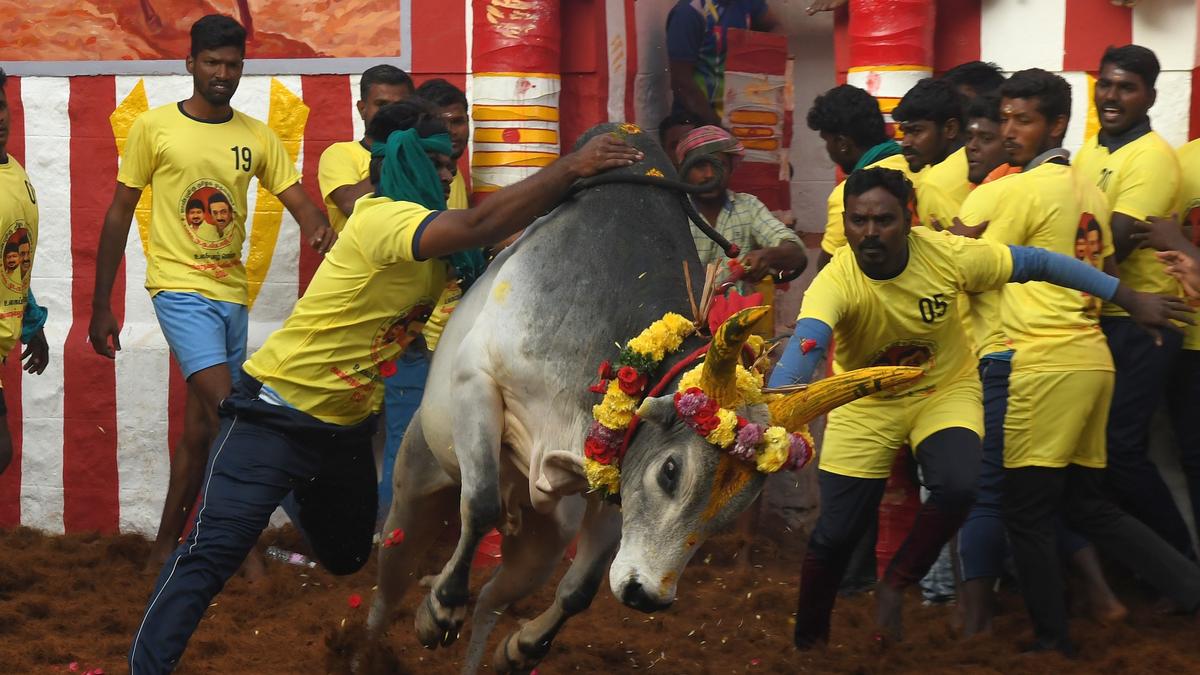 In the land of the raging bull: Alanganallur on the day of jallikattu ...