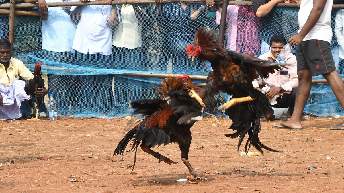 Police gear up for enforcing ban on cockfights during Sankranti ...