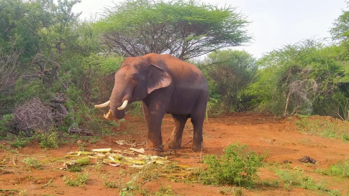 Operation to capture translocated wild elephant begins in Sathyamangalam Tiger Reserve - The Hindu