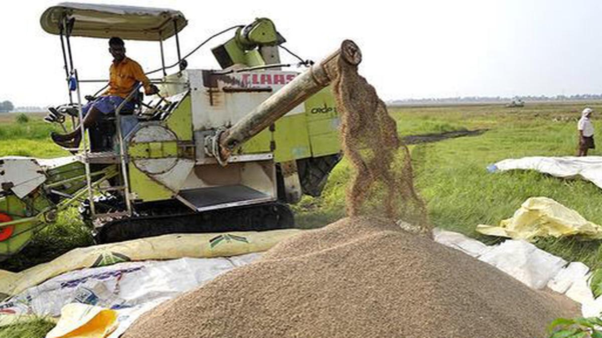 Massive dip in paddy production in Kerala - The Hindu
