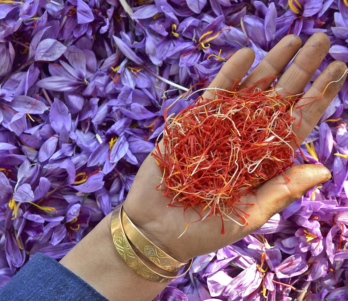 Kashmiri saffron, the new silver - The Hindu