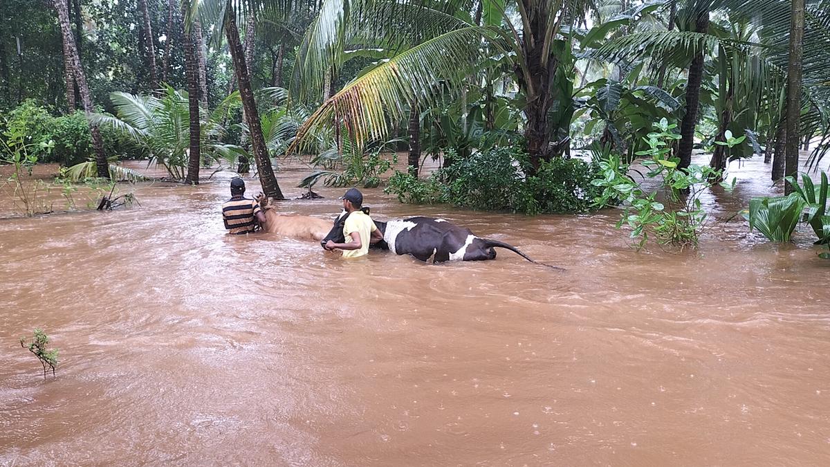 Rain-related loss estimated at ₹24.73 crore in Udupi district - The Hindu