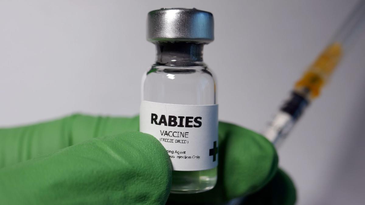 Watch | How is Rabies prevented? - The Hindu