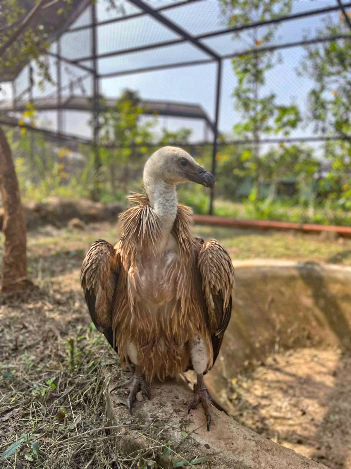 Hosapete bird-watcher rescues injured Eurasian Griffon vulture, rarely ...