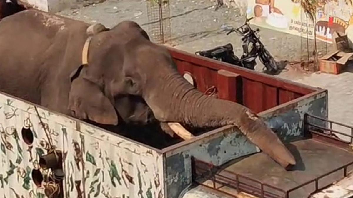 Petition on elephant Arikomban referred to Special Bench hearing environmental cases - The Hindu