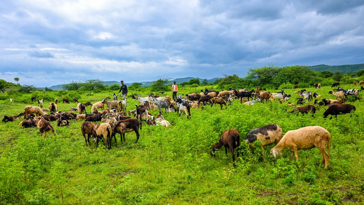 Dhangars in search of legal pastures | Pastoralists versus policy - The ...