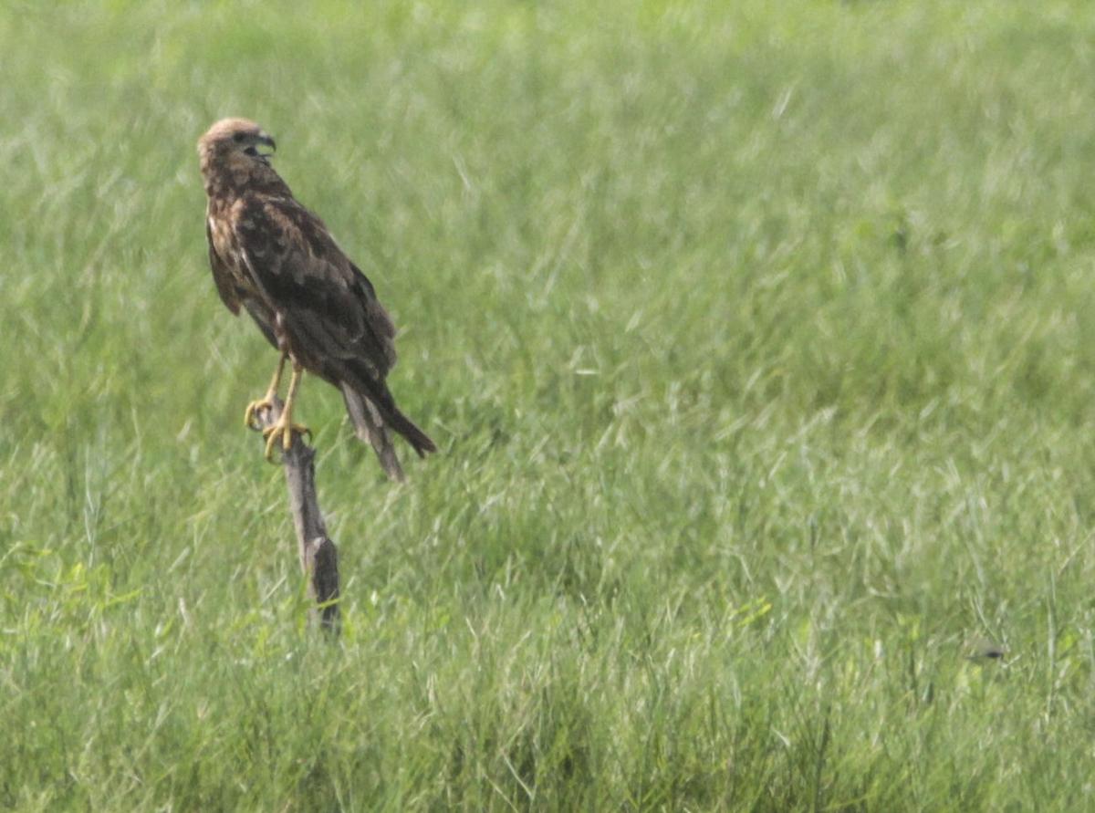 Raptors get greater air time at Pallikaranai marsh - The Hindu