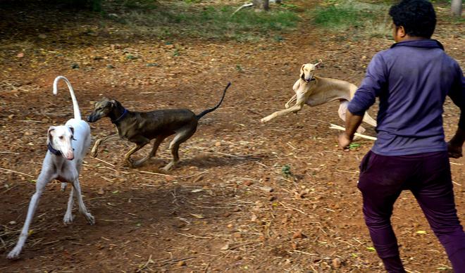 BSF Mudhol hound wins national canine competition - The Hindu