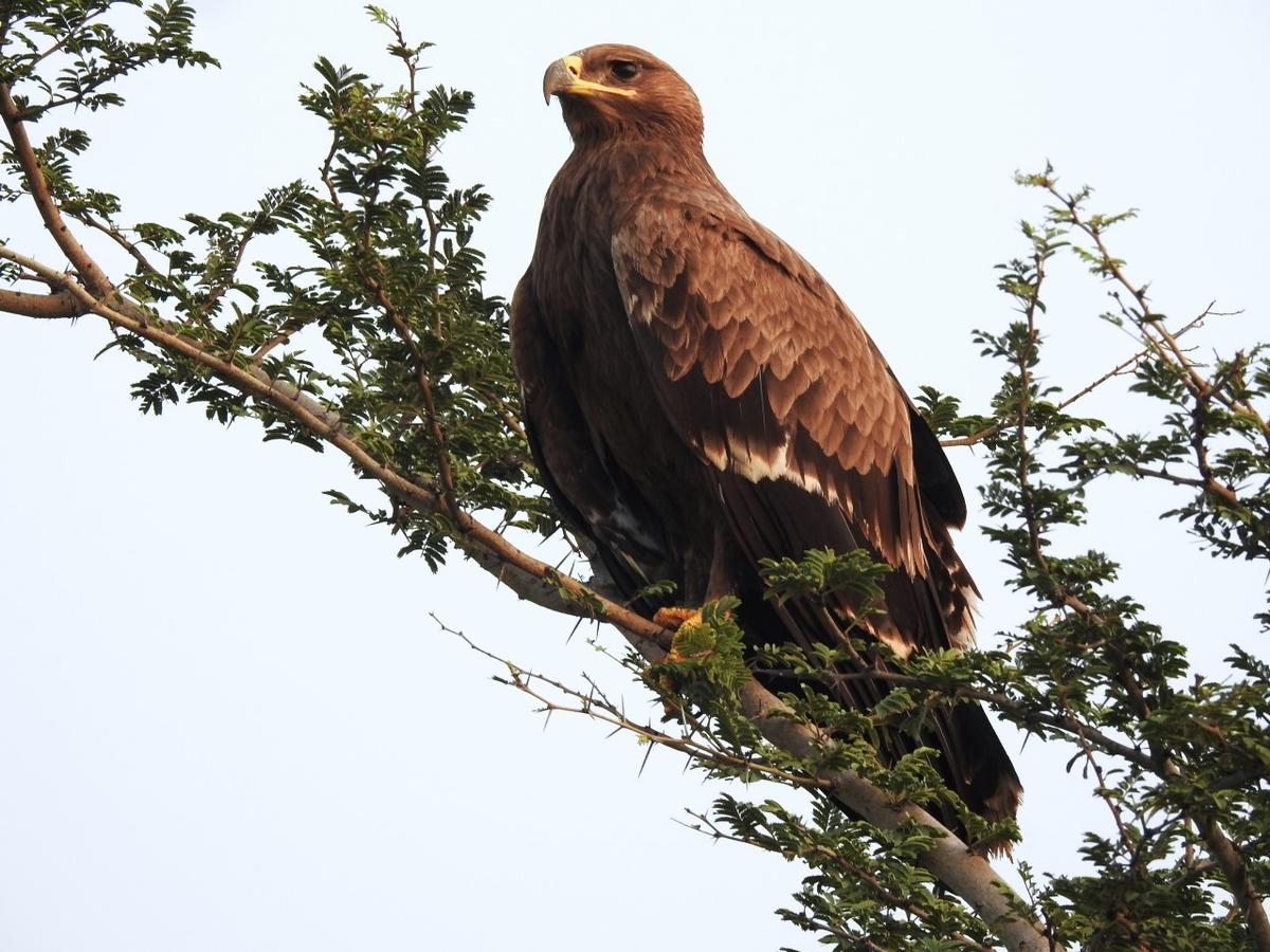 Rainy winter weather draws exotic birds to Tiruchi’s regional ...