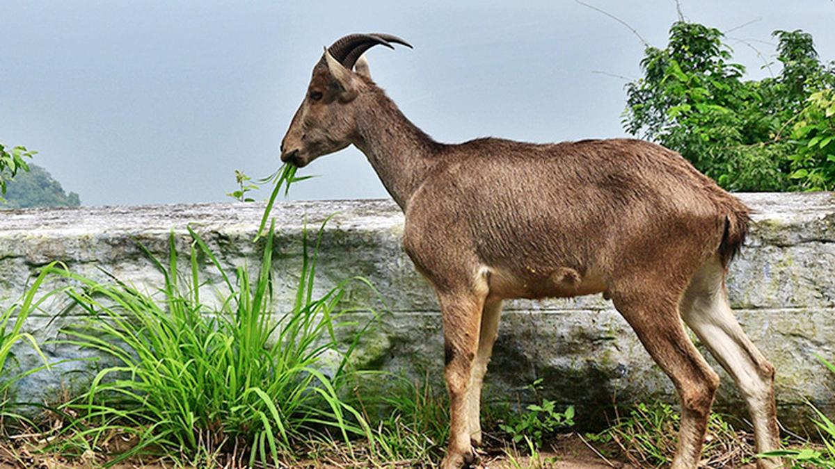 Tamil Nadu celebrates first Nilgiri Tahr Day - The Hindu