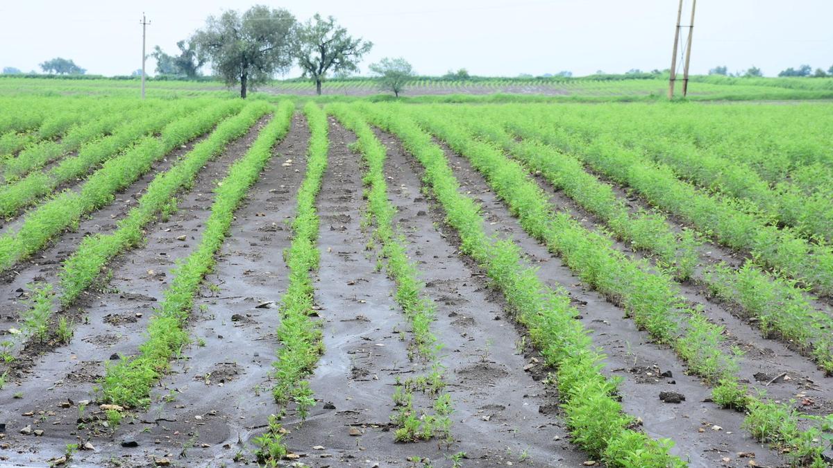 Dry parts of north Karnataka reel under excess, erratic rain - The Hindu
