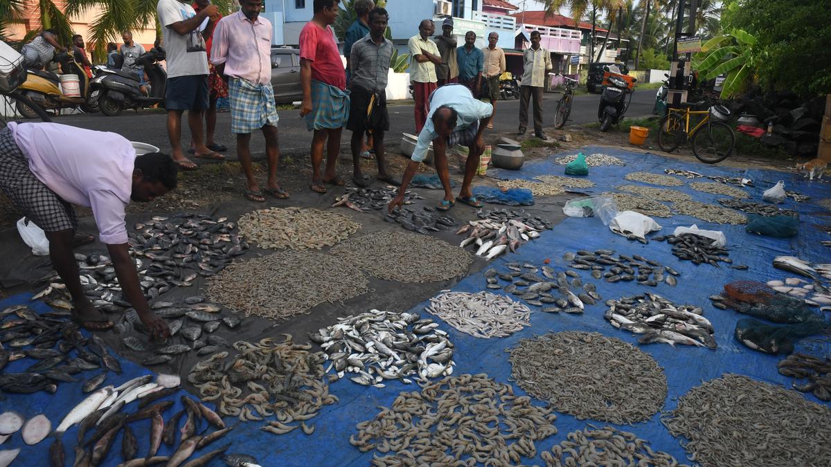 Matsyafed to set up more chill rooms to help fishermen store catch ...