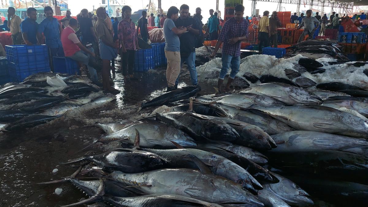 Thopumpady harbour witnesses unusual fish landing - The Hindu