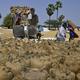 Telangana nears record rabi paddy procurement, government buys 50 LMT ...