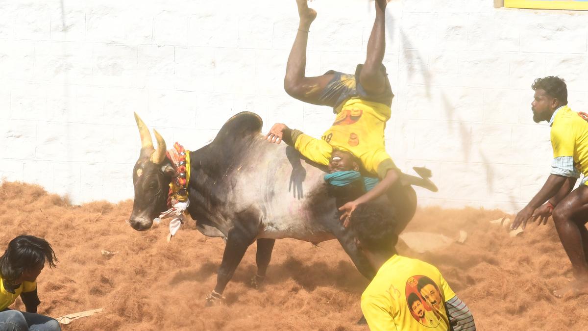 Siravayal manjuvirattu: Two persons including minor boy gored to death ...