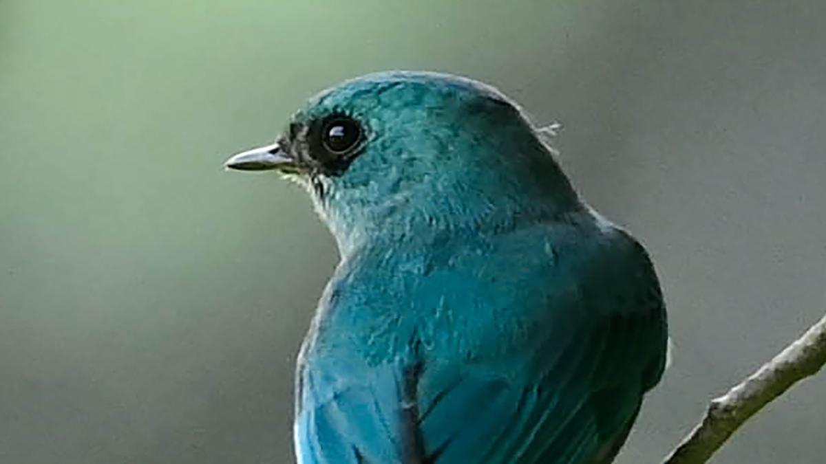 Verditer flycatcher spotted for first time at Nanjarayan tank bird ...