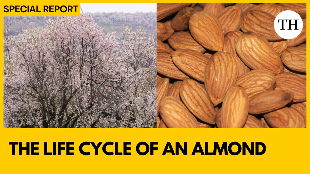 Watch: The life cycle of an almond - The Hindu