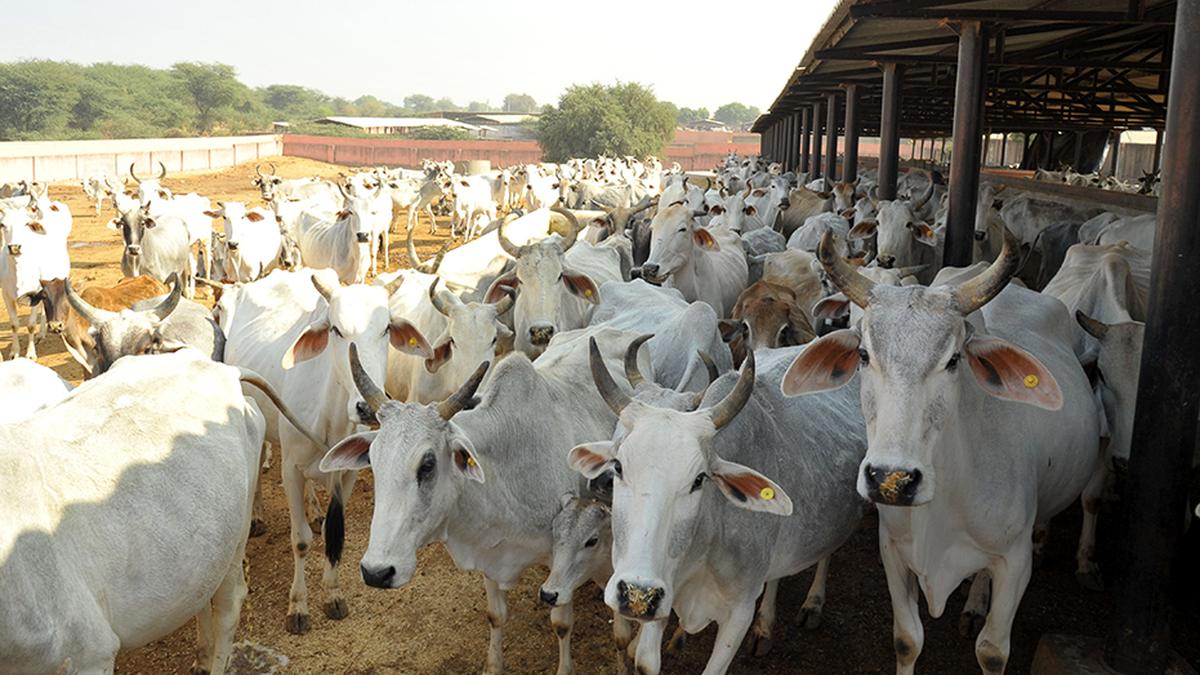Eight cattle die in cow shelter in U.P.'s Ballia, district authorities ...