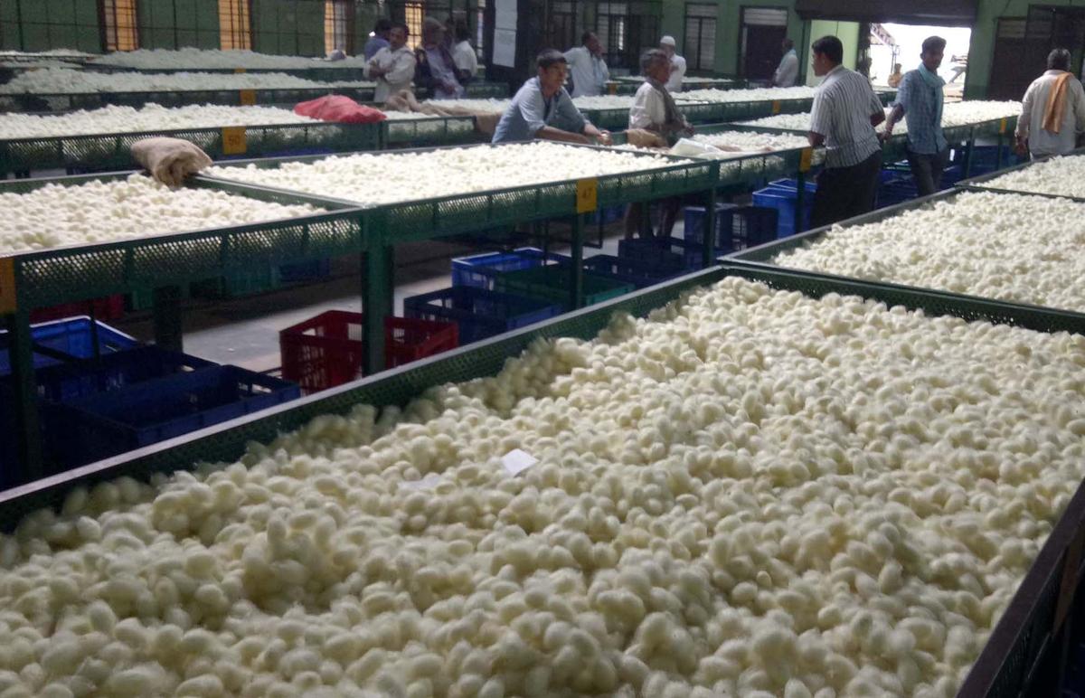 How research and advanced tech helped India boost raw silk production ...