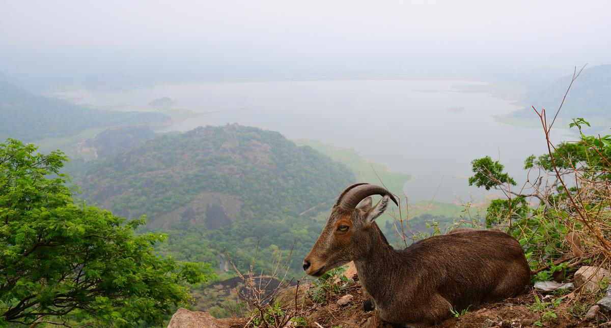Understanding the Nilgiri tahr: Scientists all set to study Tamil Nadu ...
