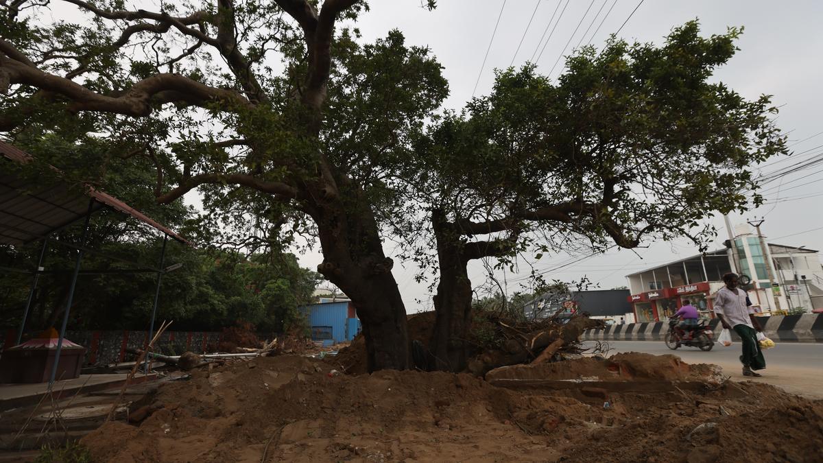 Chennai road expansion plans adjusted to protect rare strychnine tree ...