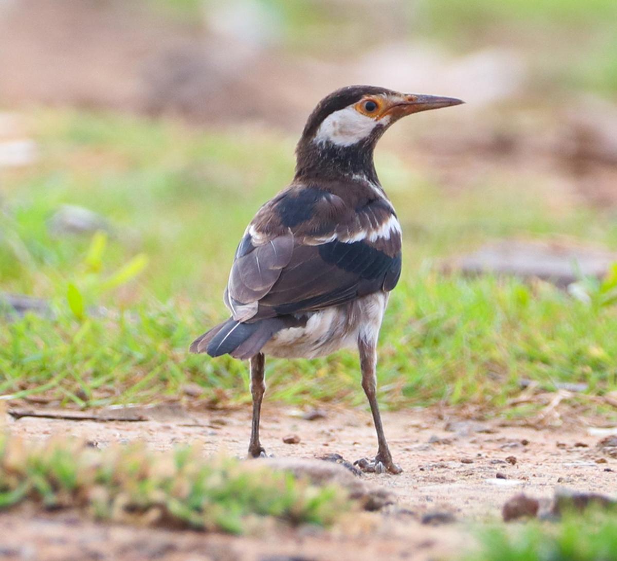 Is it going to be the common mynah versus the pied mynah in Chennai ...