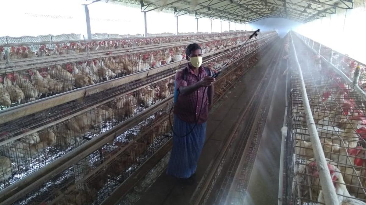 Talks for egg exports to Russia from Namakkal at primary stage, says ...