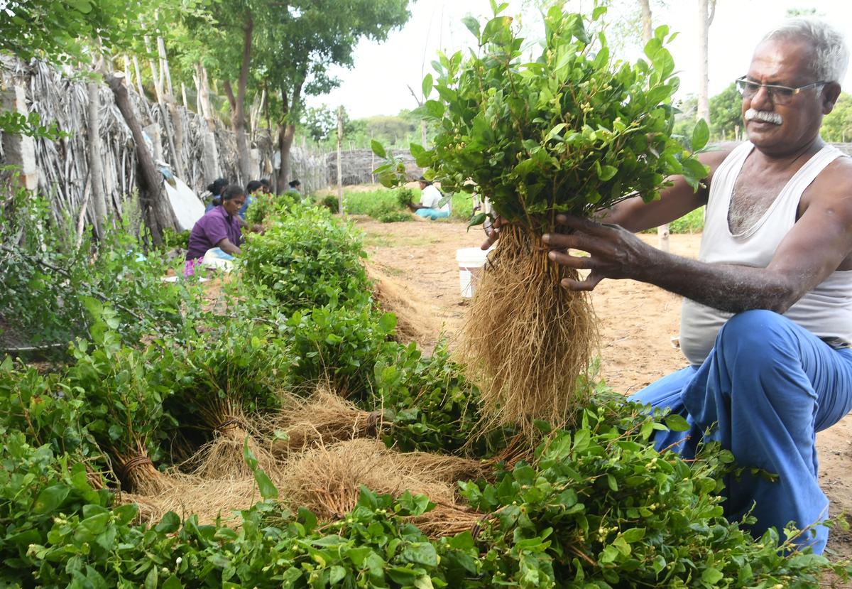 Thangachimadam, a village in Ramanathapuram where the famous Madurai ...