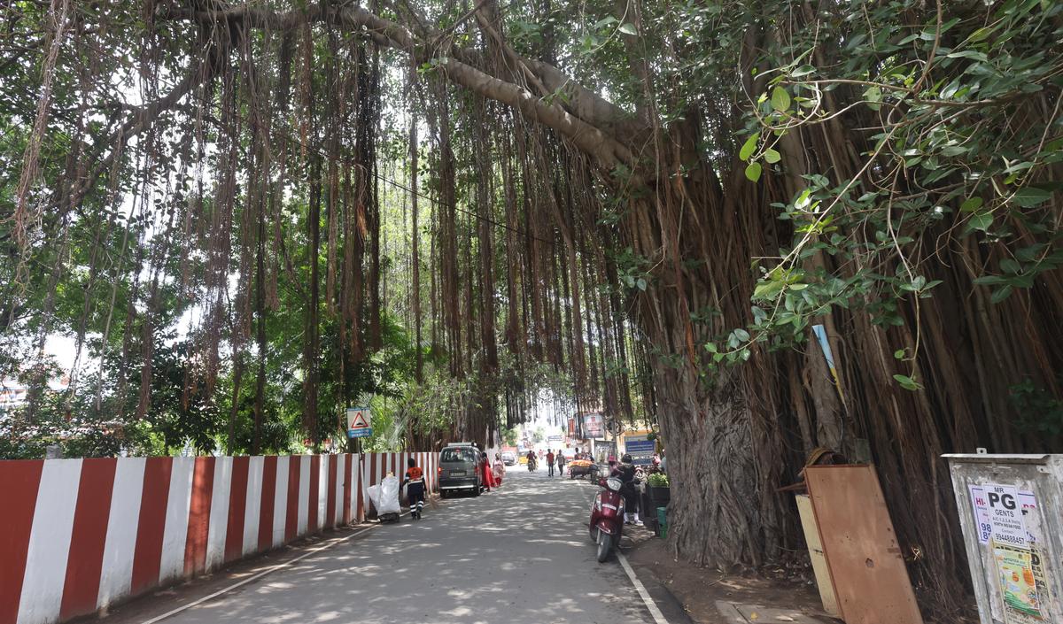 A natural shade pavilion in Sholinganallur - The Hindu