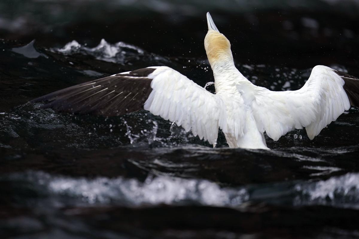 Climate reshapes life for tenacious gannets on Quebec isle - The Hindu