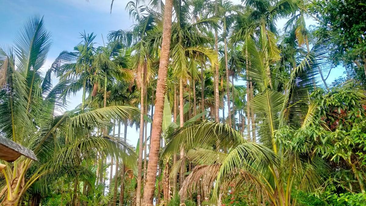 For six years, farmers of Hosanagar taluk waiting to get RTC of land ...