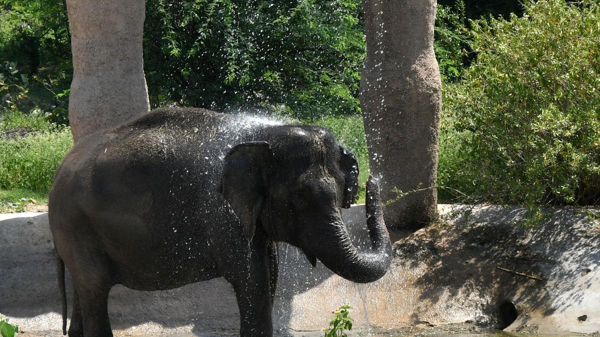 Free entry to zoos, national parks, urban forest parks on June 19 - The ...