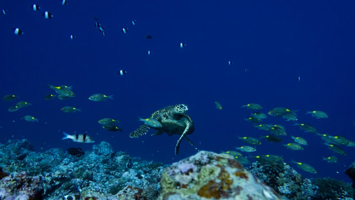 24-year study reveals that coral cover in Lakshadweep saw 50% reduction ...